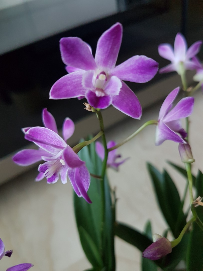 Dendrobium Orchid, Furniture & Home Living, Gardening, Plants & Seeds ...