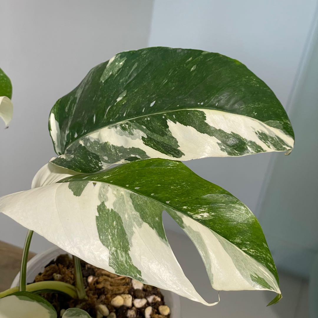 Epipremnum Pinnatum Albo Variegated Variegata, Furniture & Home Living ...