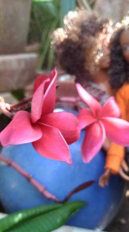 kalachuchi- Red, Furniture & Home Living, Gardening, Plants & Seeds on ...