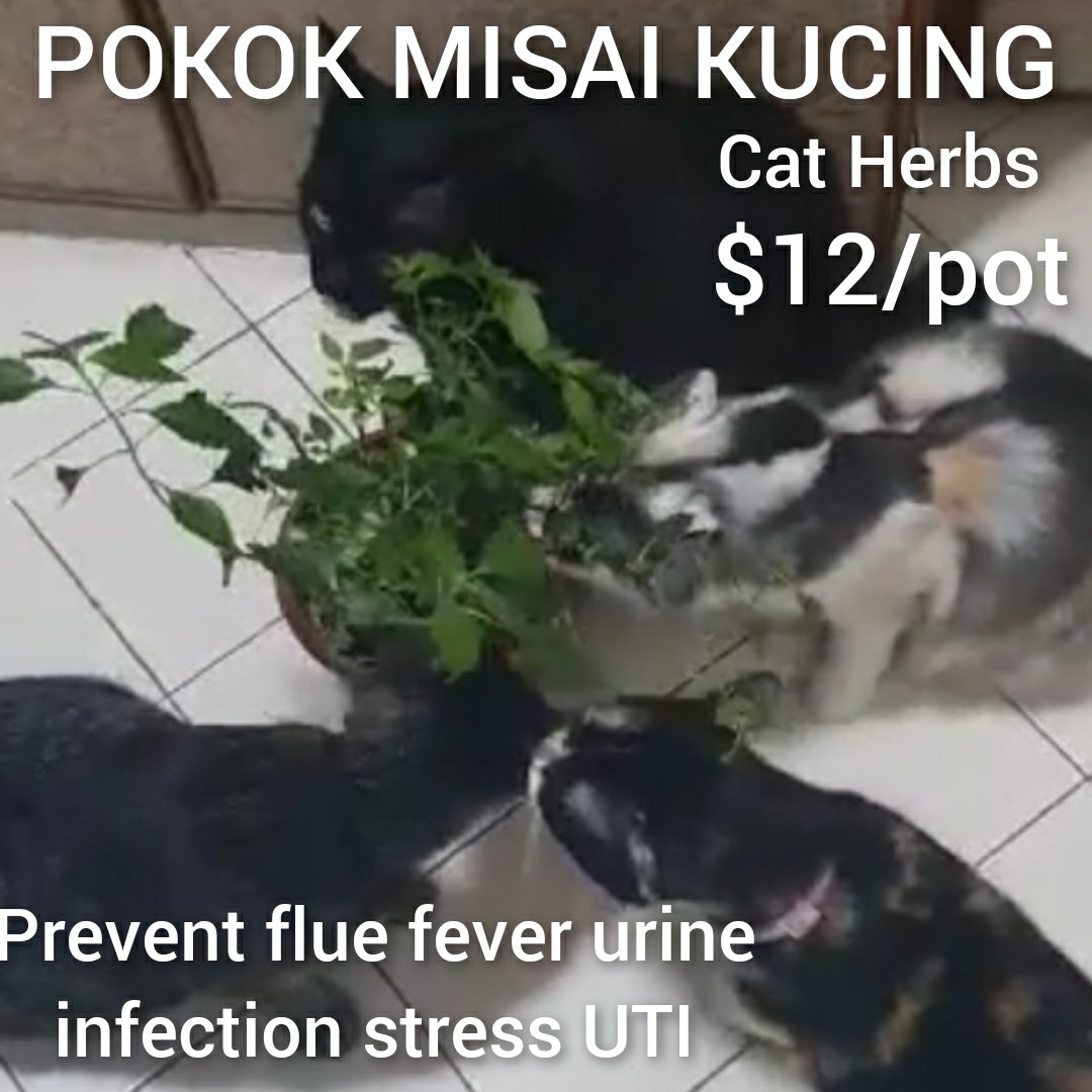 Pokok Misai Kucing Cat Herbs Ready to Consume Direct from Pot Available ...