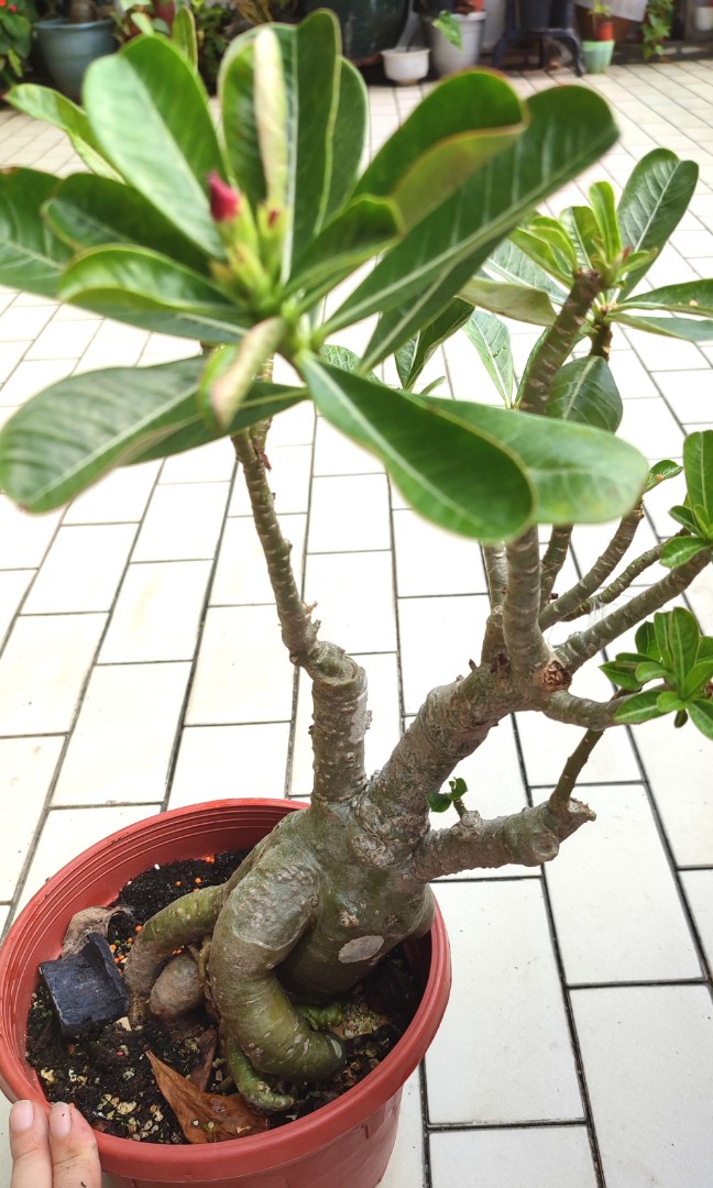 Very large and mature adenium, deep red multi petal flowers, Furniture ...