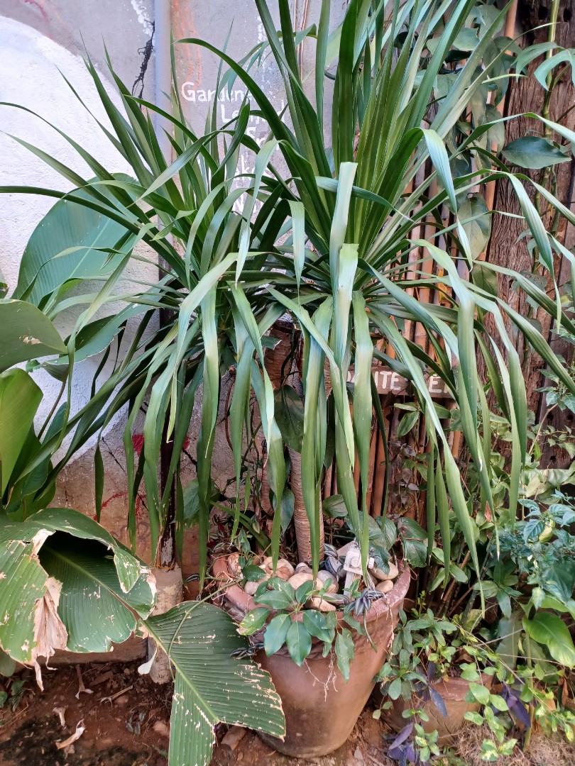 Yucca,dragon tail plants for sale, Furniture & Home Living, Gardening ...