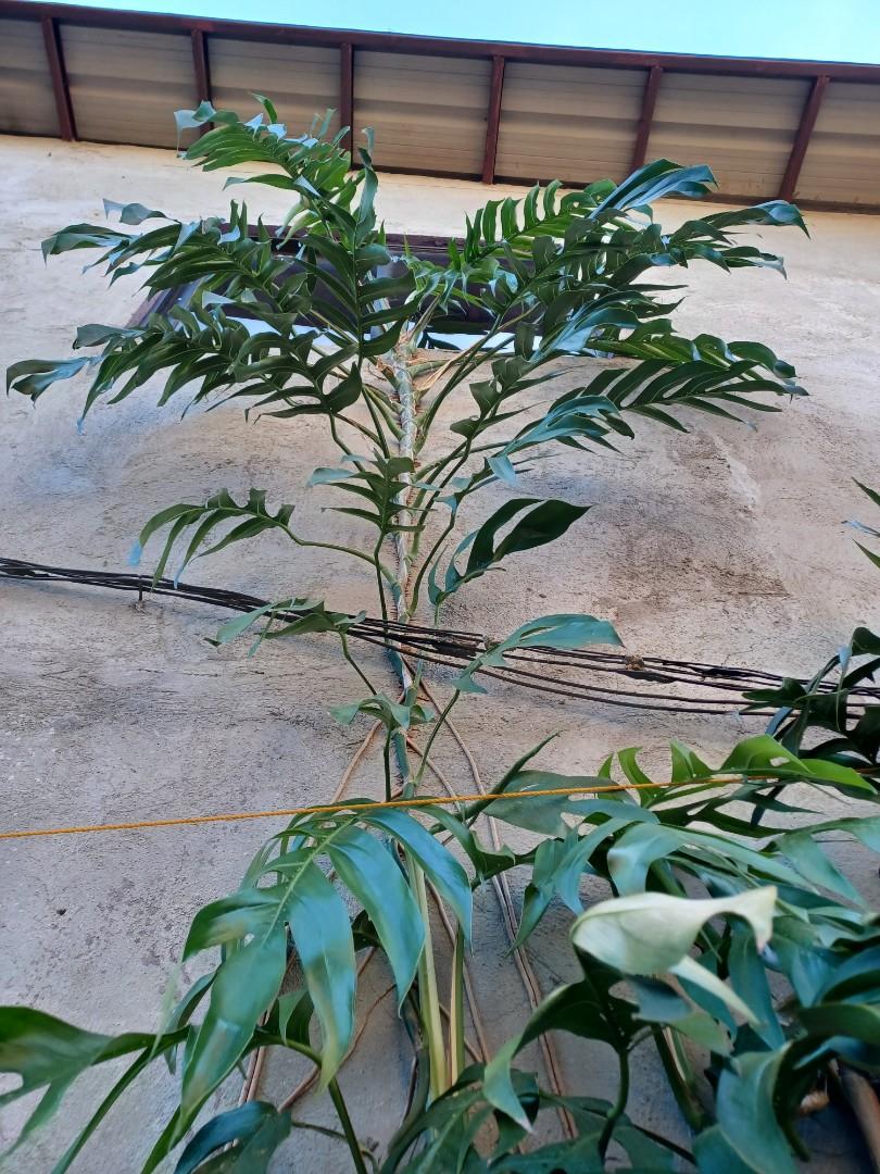 Yucca,dragon tail plants for sale, Furniture & Home Living, Gardening ...