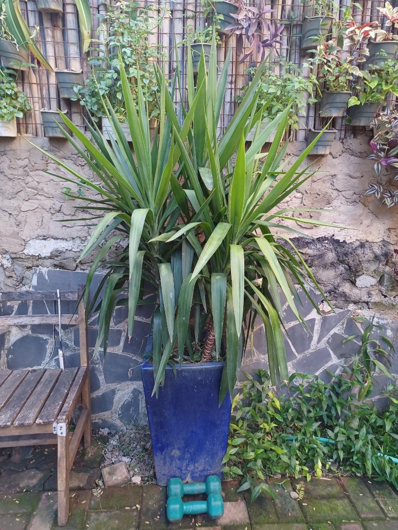 Yucca,dragon tail plants for sale, Furniture & Home Living, Gardening ...