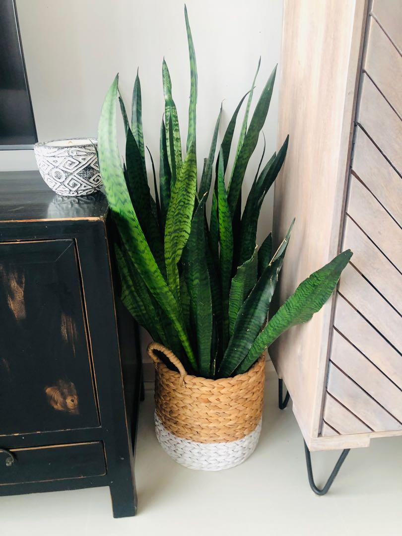 Beautiful and tall snake plant, Furniture & Home Living, Gardening ...