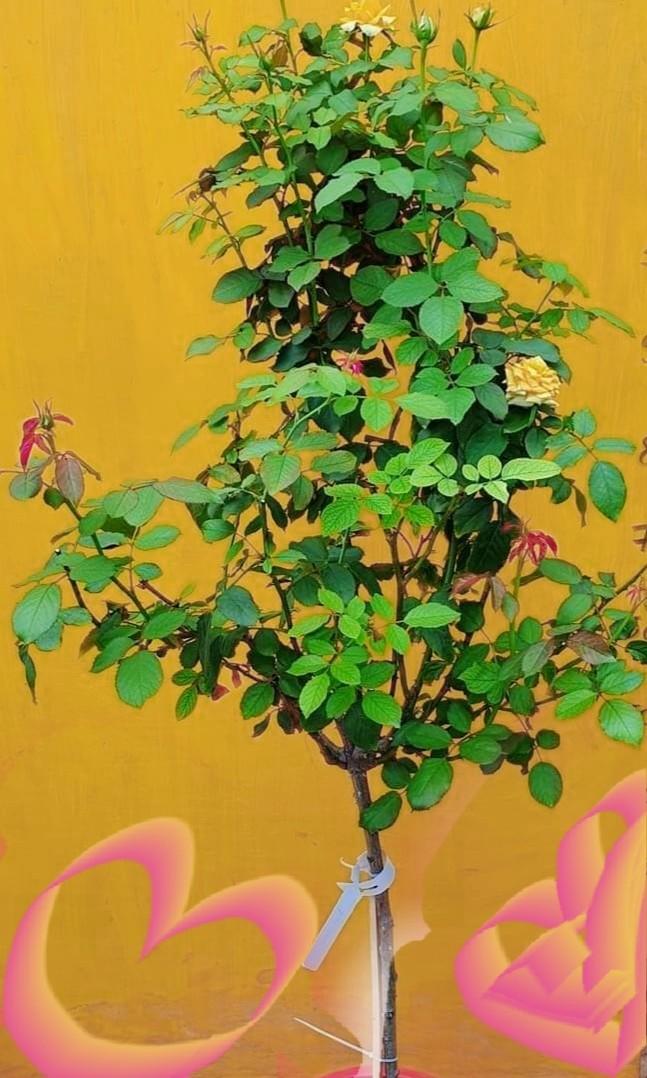 Grafted rose trees, Furniture & Home Living, Gardening, Plants & Seeds ...