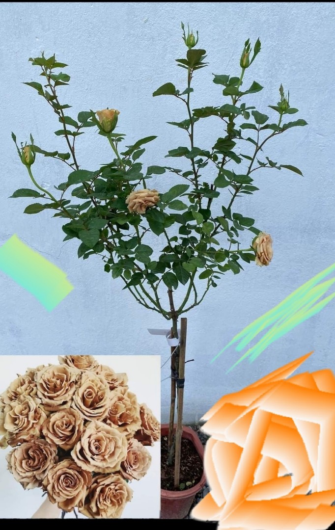 Grafted rose trees, Furniture & Home Living, Gardening, Plants & Seeds ...