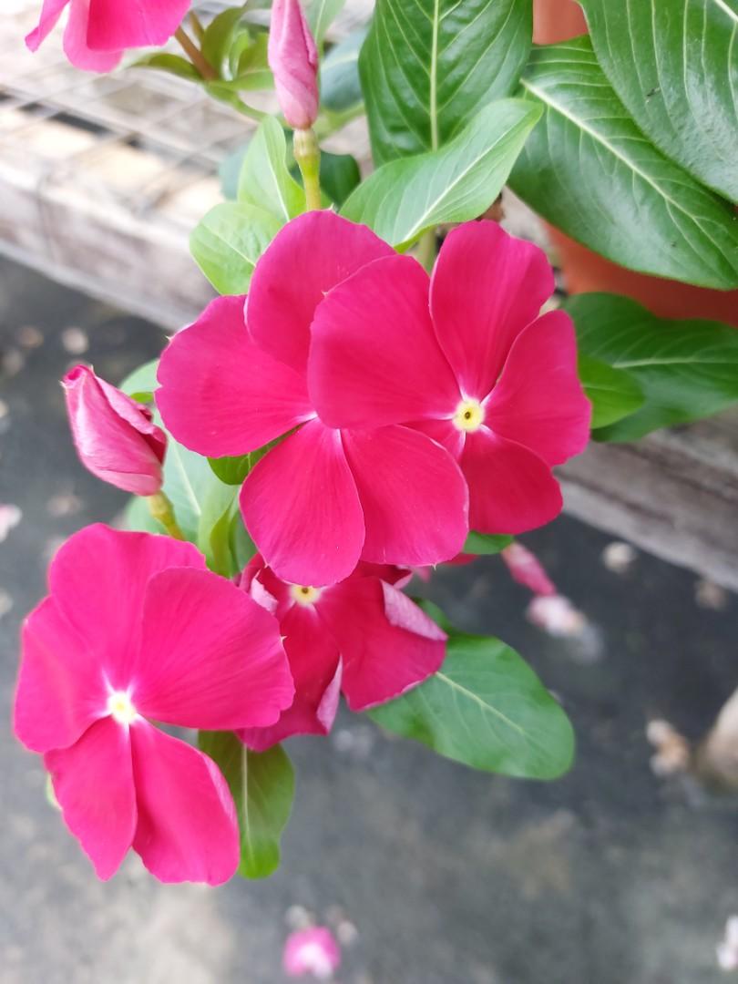 Hanging Periwinkle, Furniture & Home Living, Gardening, Plants & Seeds ...