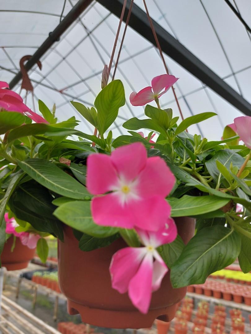 Hanging Periwinkle, Furniture & Home Living, Gardening, Plants & Seeds ...