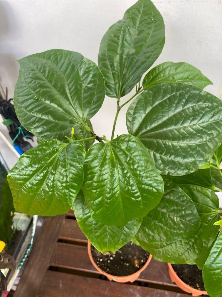 Pokok Kadok/ Piper Sarmentosum in 15cm Pot. $6 Each, Furniture & Home ...