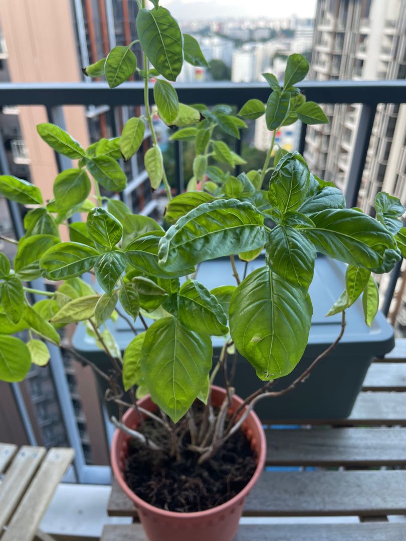 Potted Basil plant, Furniture & Home Living, Gardening, Plants & Seeds ...