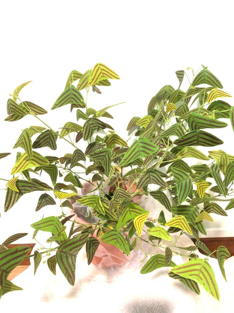 Swallow Tail, Furniture & Home Living, Gardening, Plants & Seeds on ...