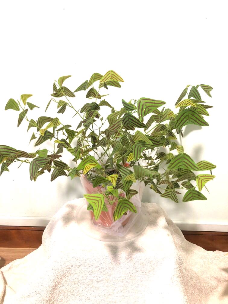 Swallow Tail, Furniture & Home Living, Gardening, Plants & Seeds on ...