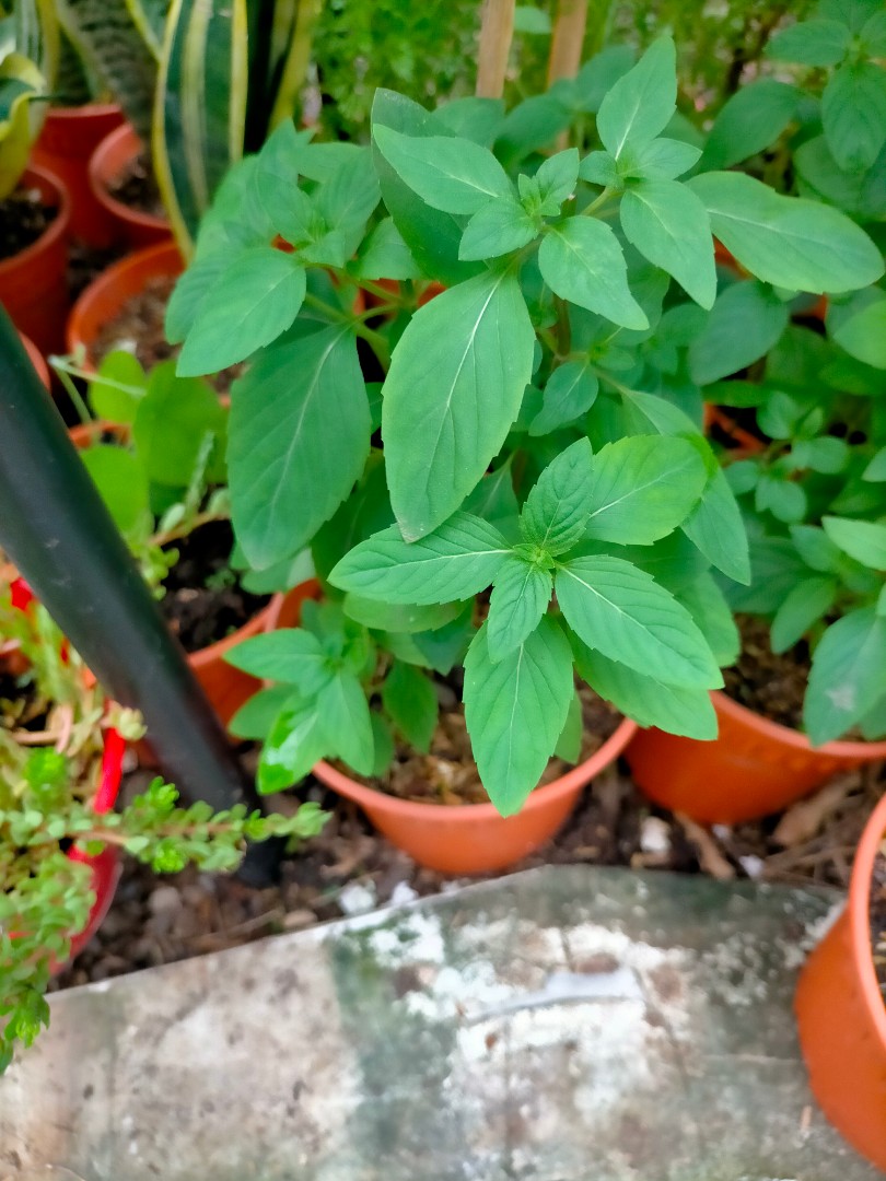 Thai bazil, Furniture & Home Living, Gardening, Plants & Seeds on Carousell