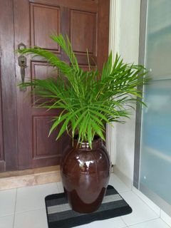 Beautiful pot of yellow palm, Furniture & Home Living, Gardening ...