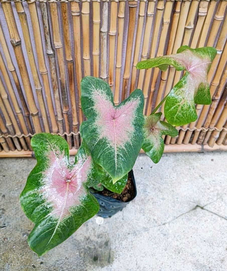 caladium freida hemple, Furniture & Home Living, Gardening, Plants ...