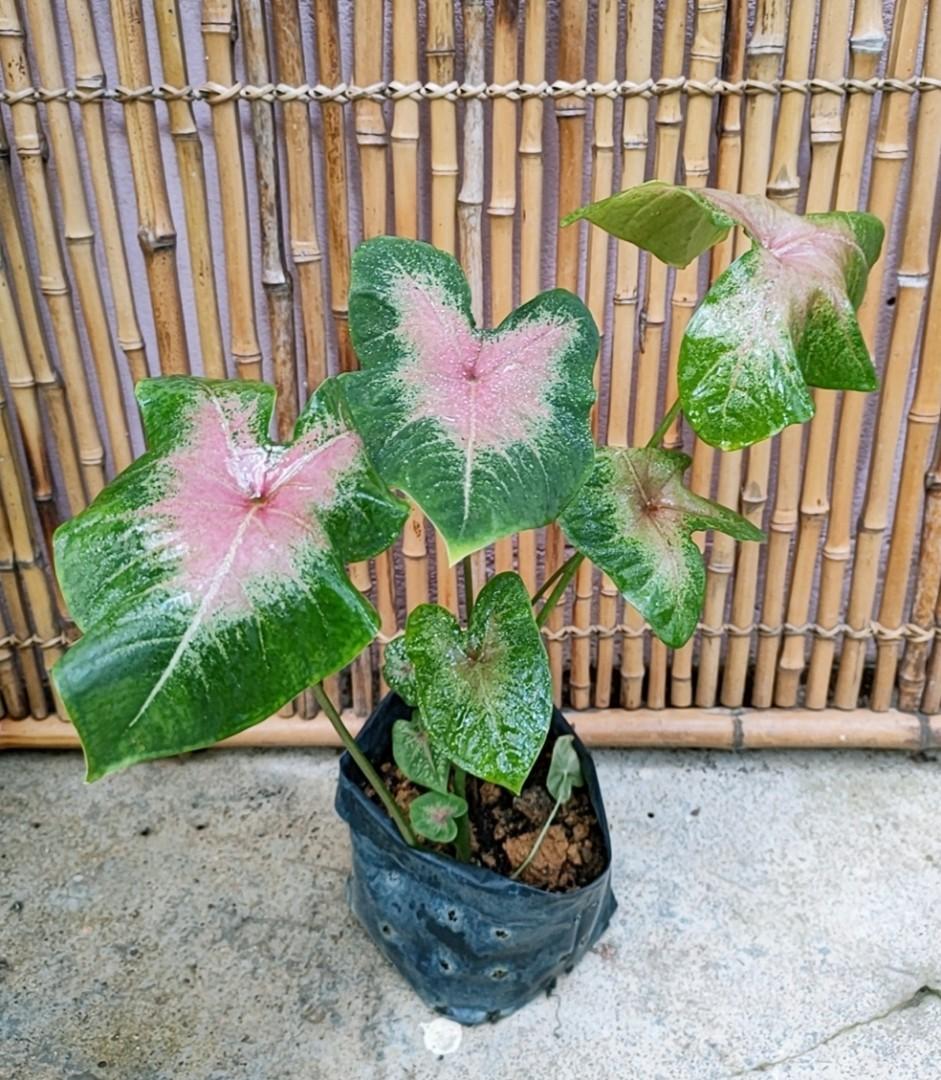 caladium freida hemple, Furniture & Home Living, Gardening, Plants ...