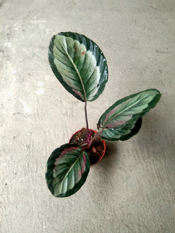 Calathea Maria, Furniture & Home Living, Gardening, Plants & Seeds on ...