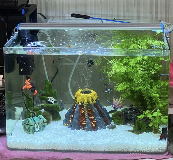 Empty Fish Tank, Pet Supplies, Homes & Other Pet Accessories on Carousell