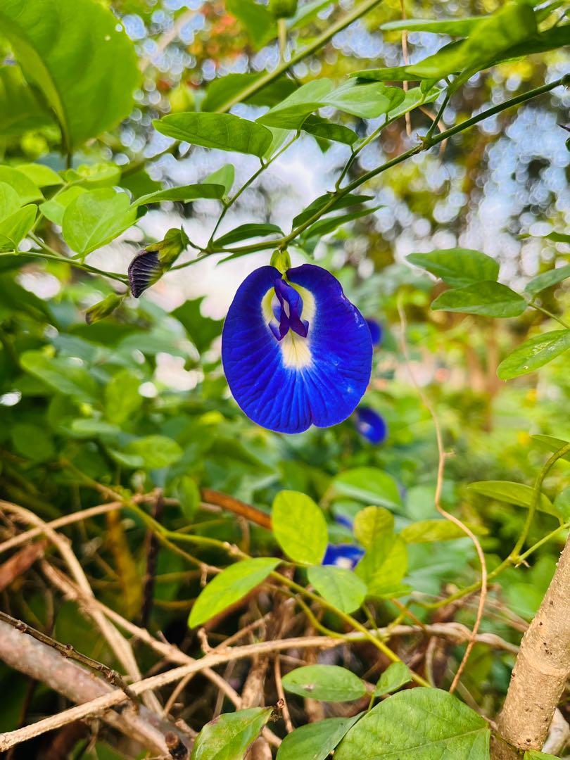Flowering Blue Pea Plant (70 cm height) - growing on a trellis ...