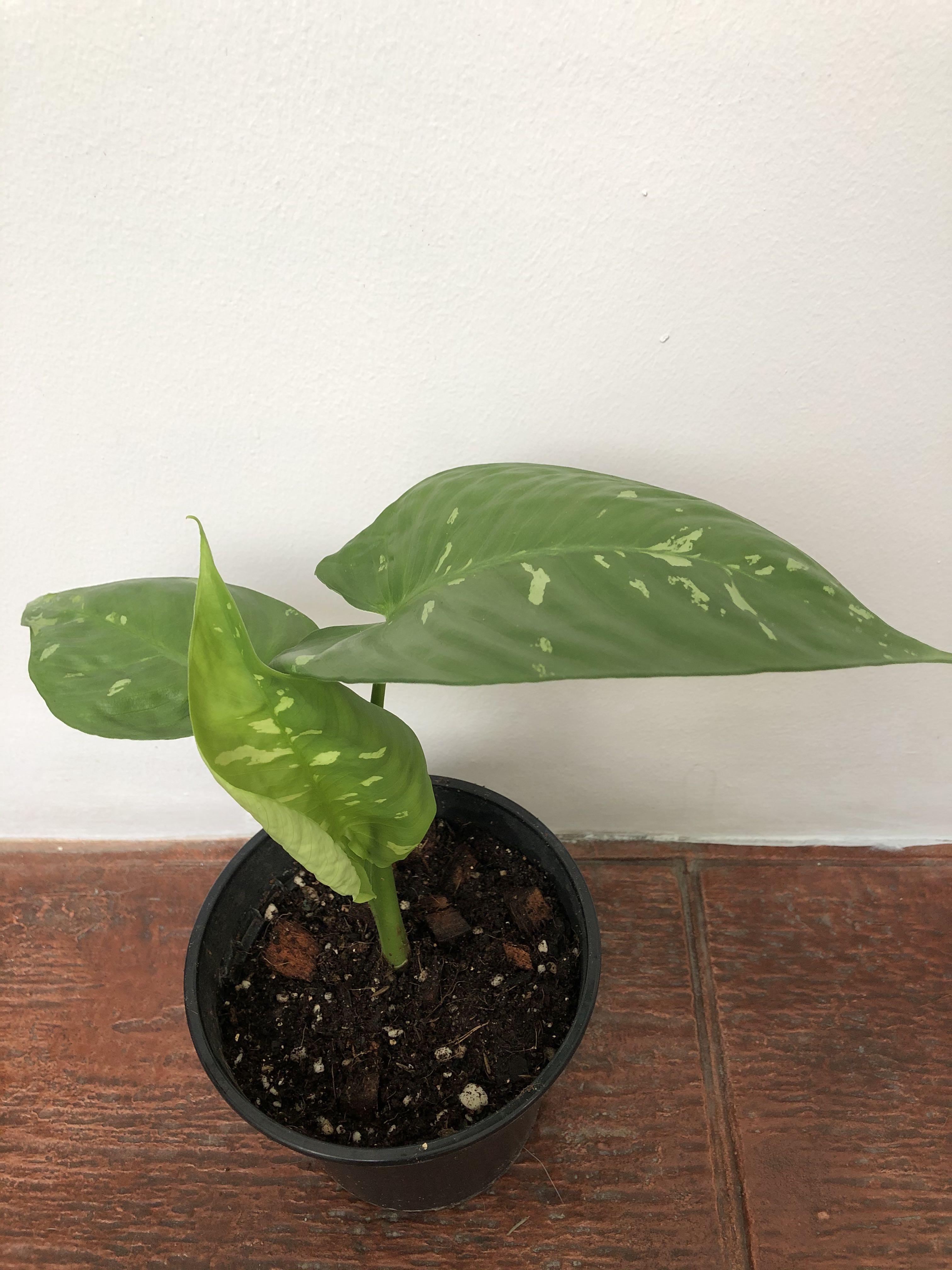 Homalomena Army, Furniture & Home Living, Gardening, Plants & Seeds on ...