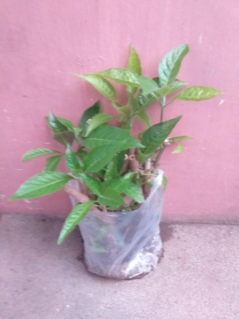 Madre de Agua ROOTED, Furniture & Home Living, Gardening, Plants ...