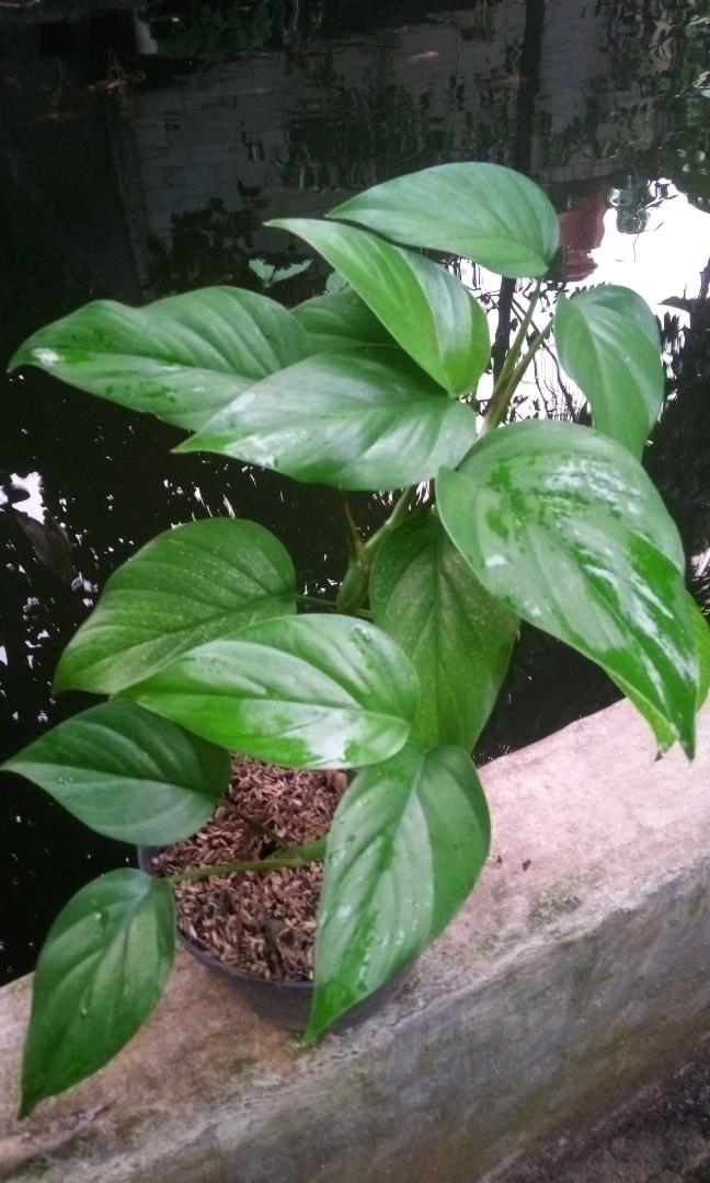 Monstera Raphiodophora Pertusa, Perkebunan di Carousell