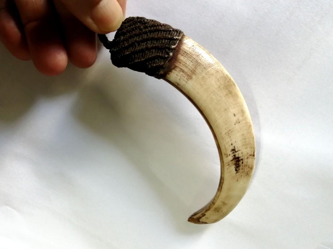 Old Thai Amulet Wild Pig Tooth, Hobbies & Toys, Memorabilia ...