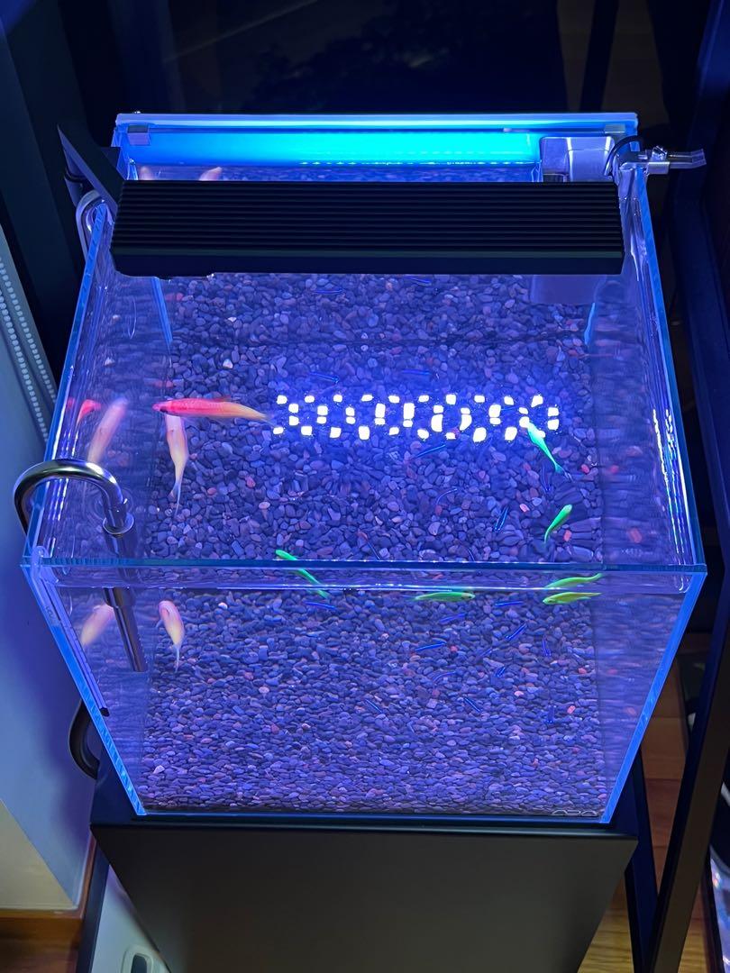 ADA Tank / DOOA Stand / Chihiro Light, Pet Supplies, Homes & Other Pet ...