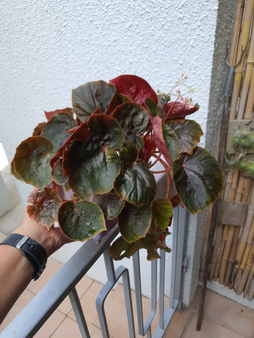 Begonia U497, Furniture & Home Living, Gardening, Plants & Seeds on ...