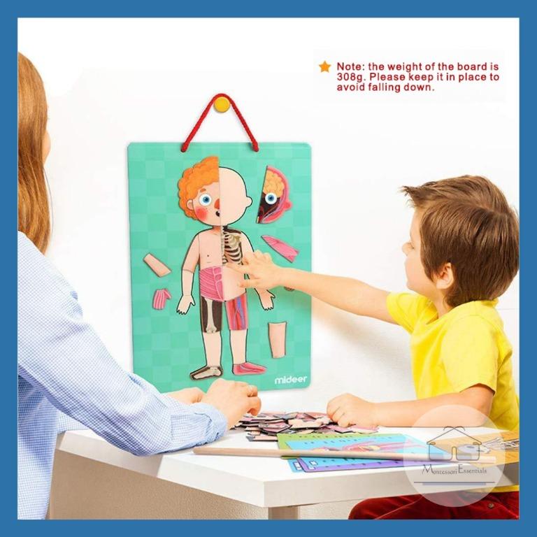 Mideer Body Magnet Puzzle [Educational Science Magnetic Body Cognitive ...