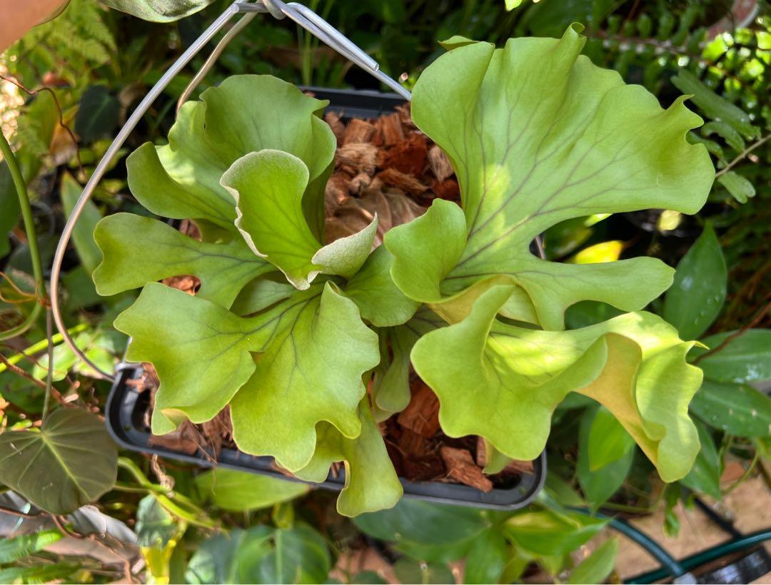 Platycerium Ridleyi “Swirl” | Staghorn Fern, Furniture & Home Living ...