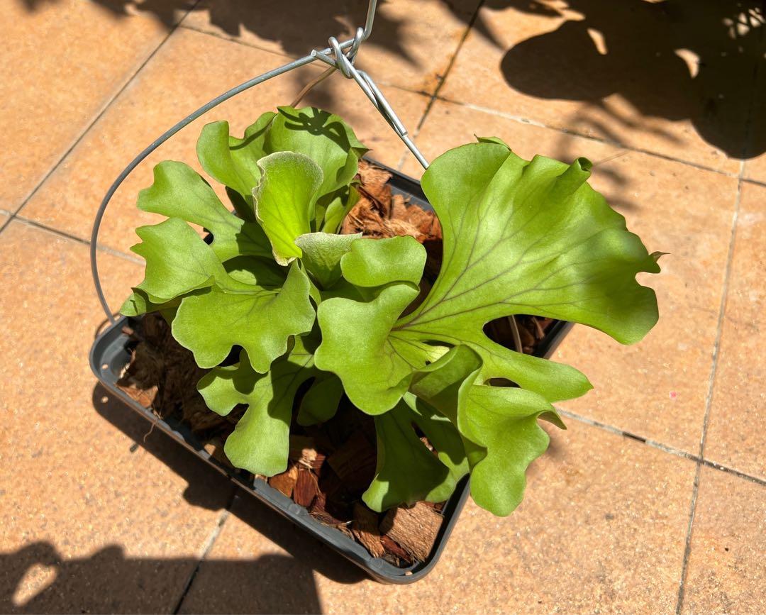 Platycerium Ridleyi “Swirl” | Staghorn Fern, Furniture & Home Living ...