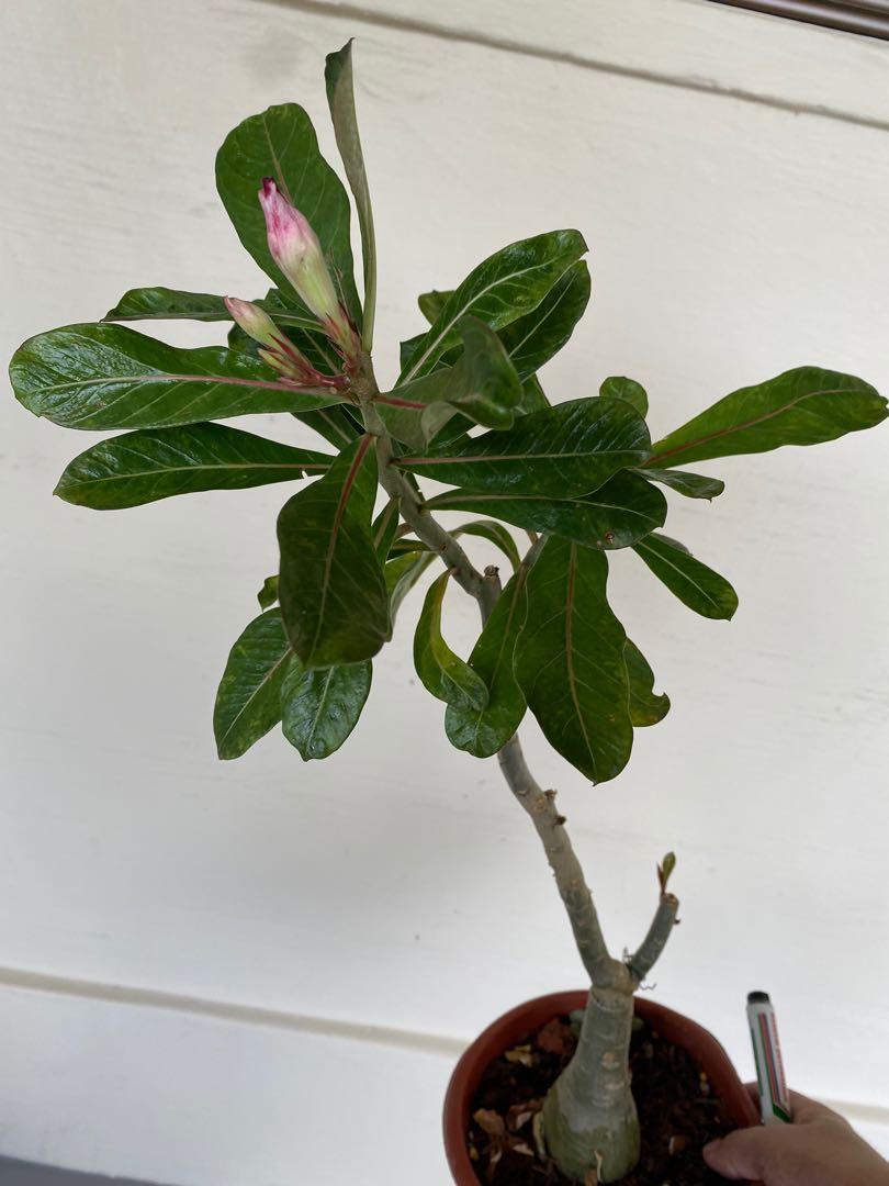 ‘Wonderland’ adenium (Taiwan Id), Furniture & Home Living, Gardening ...