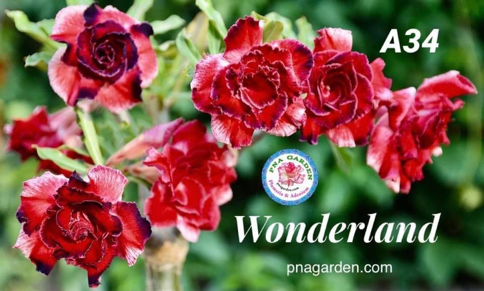 ‘Wonderland’ adenium (Taiwan Id), Furniture & Home Living, Gardening ...