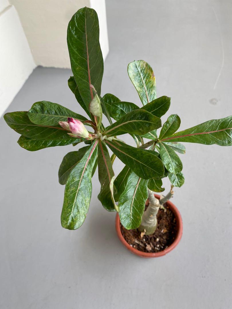 ‘Wonderland’ adenium (Taiwan Id), Furniture & Home Living, Gardening ...