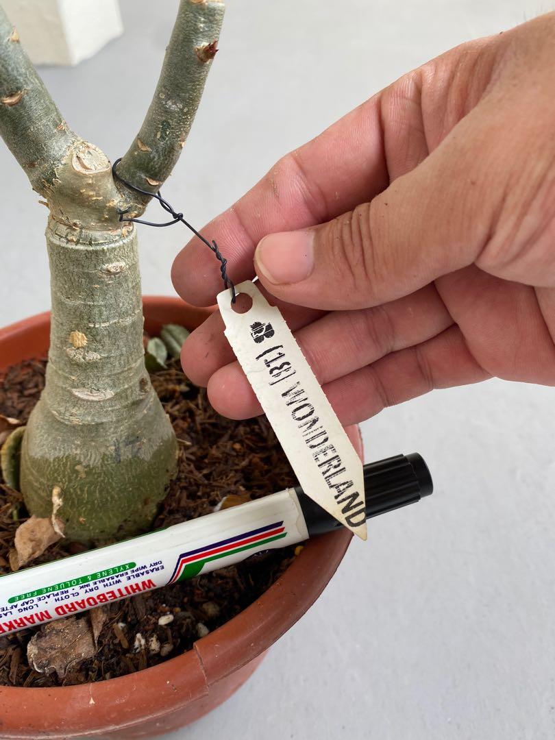 ‘Wonderland’ adenium (Taiwan Id), Furniture & Home Living, Gardening ...