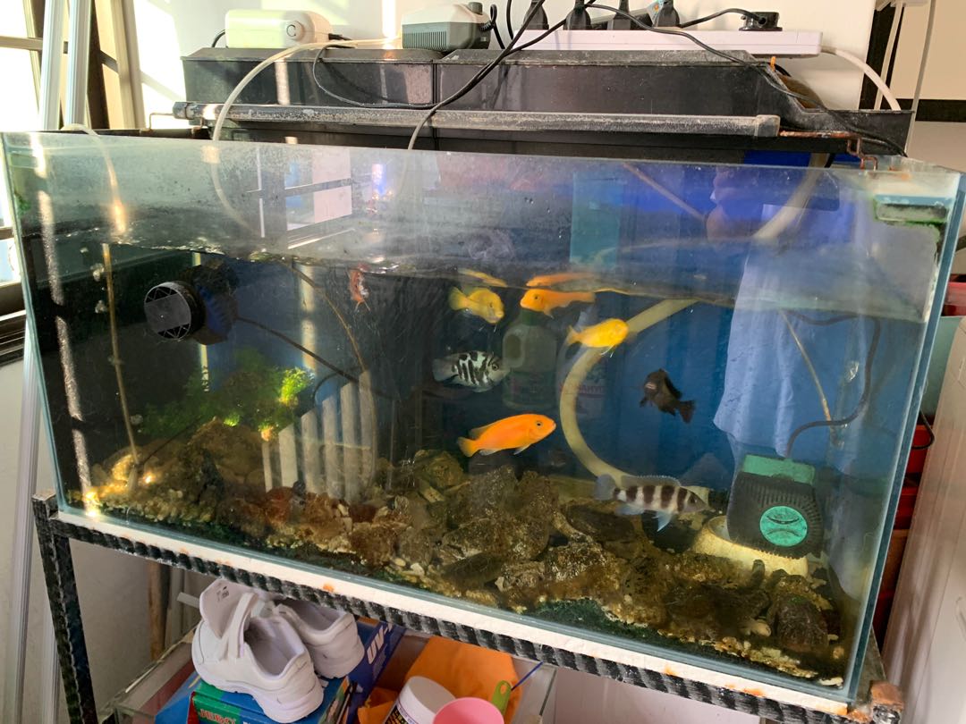 3 feet fish tank, Pet Supplies, Homes & Other Pet Accessories on Carousell
