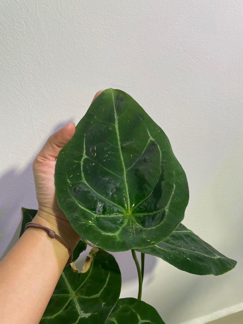 Anthurium Forgetii White Stripes (Ecuador), Furniture & Home Living ...