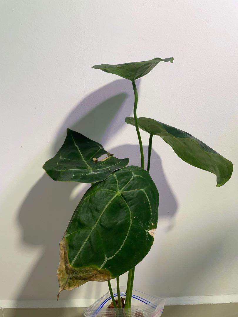 Anthurium Forgetii White Stripes (Ecuador), Furniture & Home Living ...