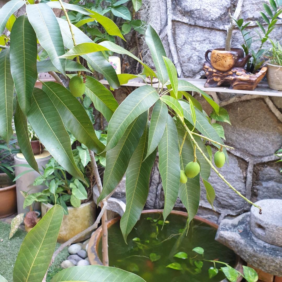 Dwarf Mango Tree Grafted Plant (Australia Sweet Mango), Furniture ...