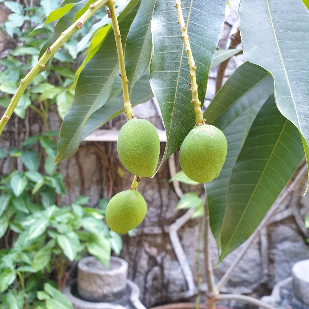 Dwarf Mango Tree Grafted Plant (Australia Sweet Mango), Furniture ...