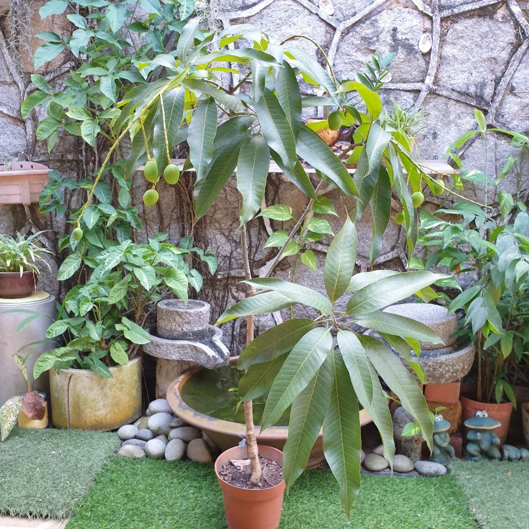 Dwarf Mango Tree Grafted Plant (Australia Sweet Mango), Furniture ...