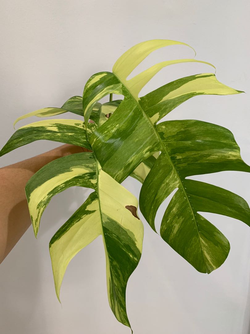 Epipremnum Pinnatum Albo Variegata, Furniture & Home Living, Gardening ...