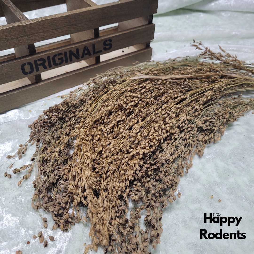 Hamster Food Gerbil Food Proso Millet Sprays, Pet Supplies, Pet Food on ...