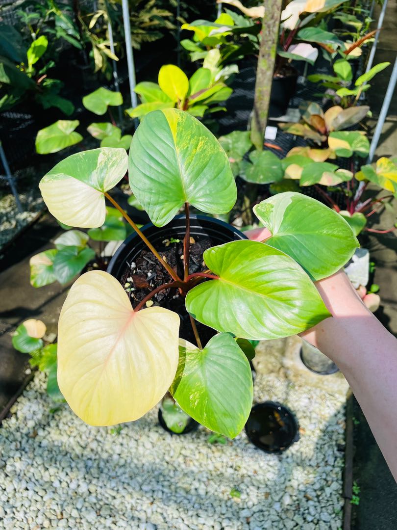 Homalomena Rubescens Variegated Yellow Sapphire , Furniture & Home ...