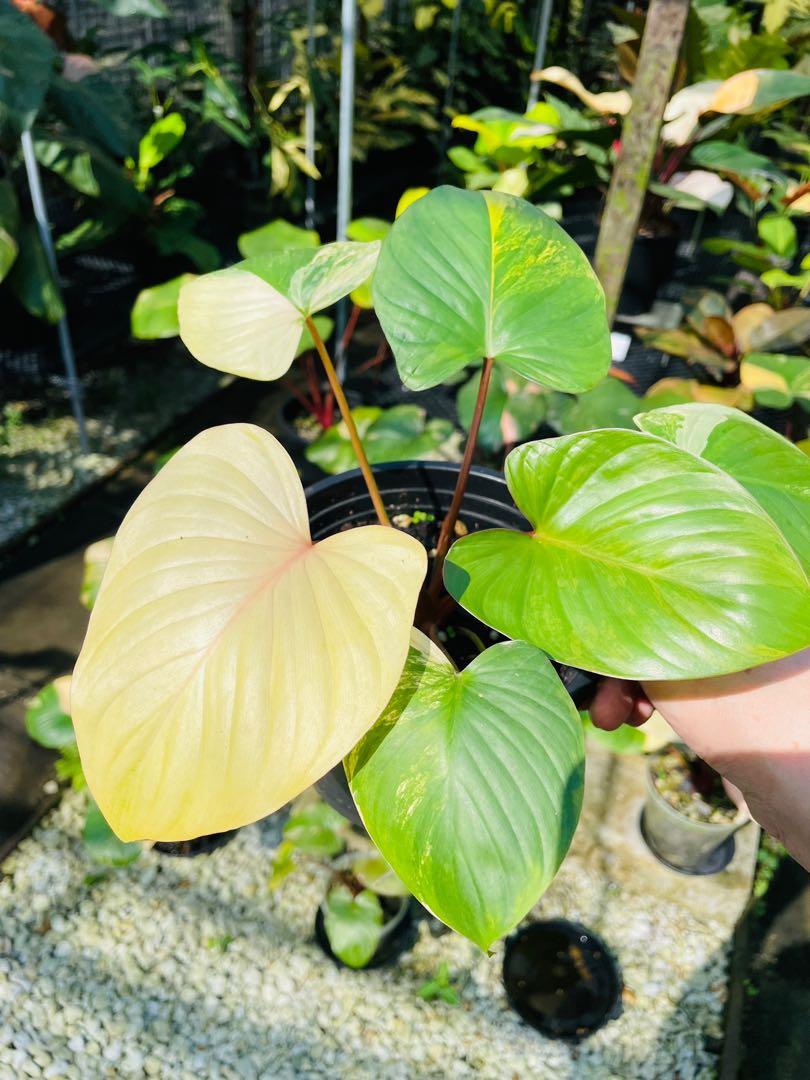 Homalomena Rubescens Variegated Yellow Sapphire , Furniture & Home ...