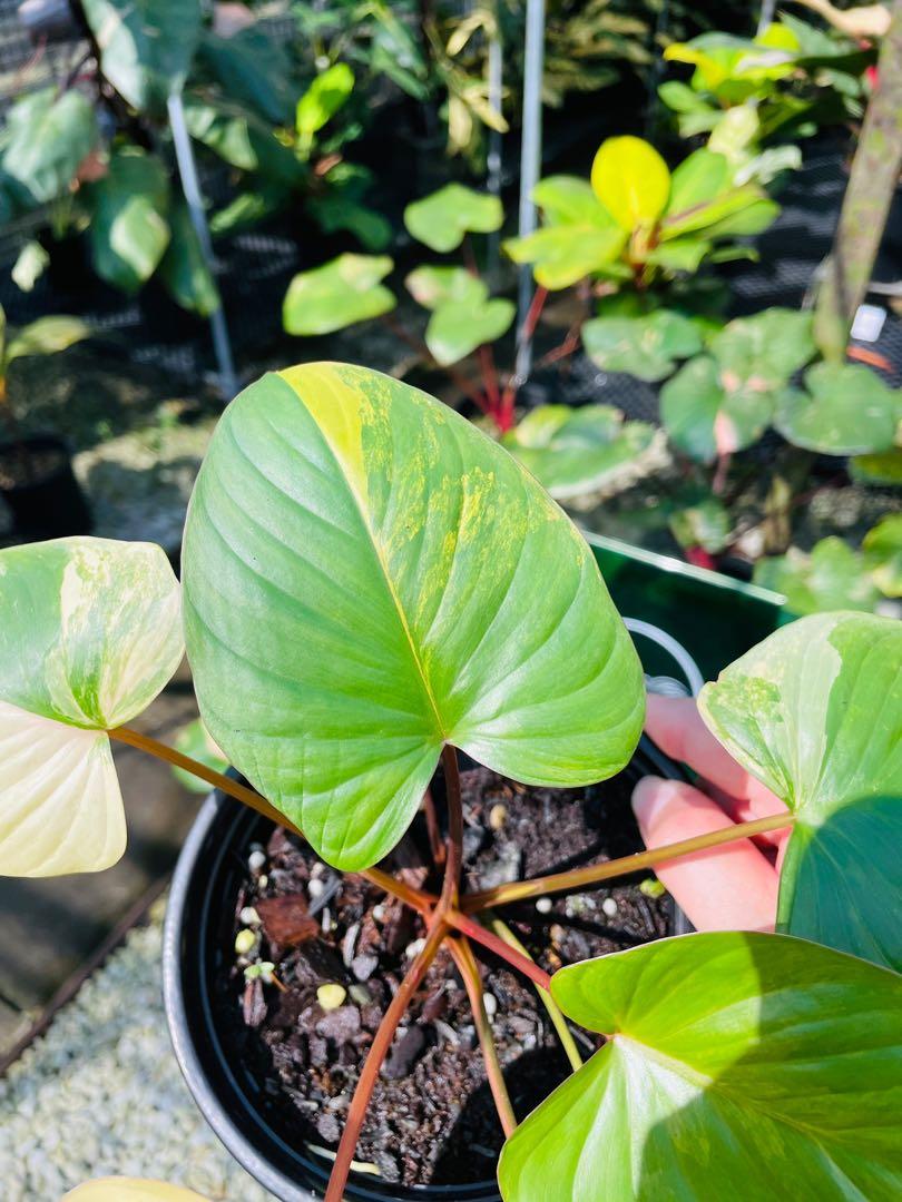 Homalomena Rubescens Variegated Yellow Sapphire , Furniture & Home ...