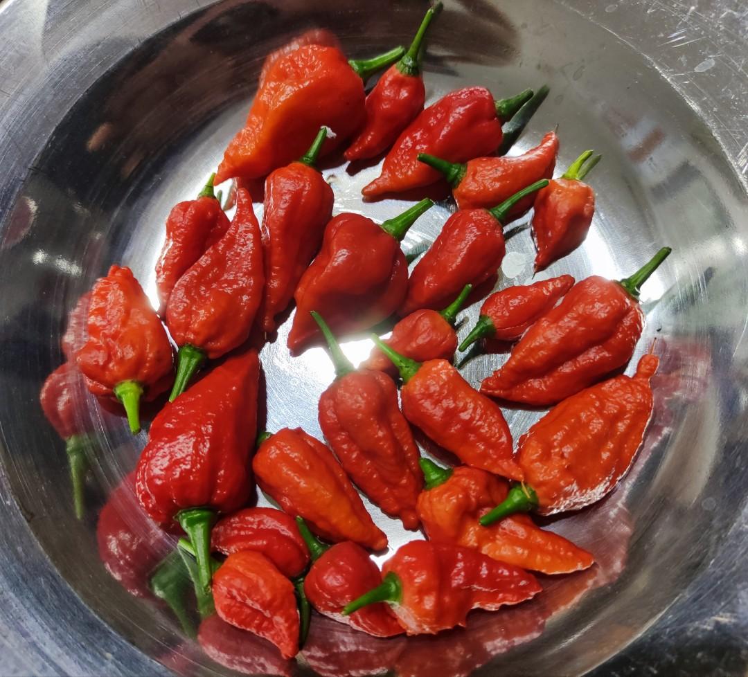 Home grown ghost pepper chilli., Food & Drinks, Spice & Seasoning on ...