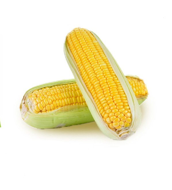 Japanese Sweet Corn, Food & Drinks, Fresh Produce on Carousell